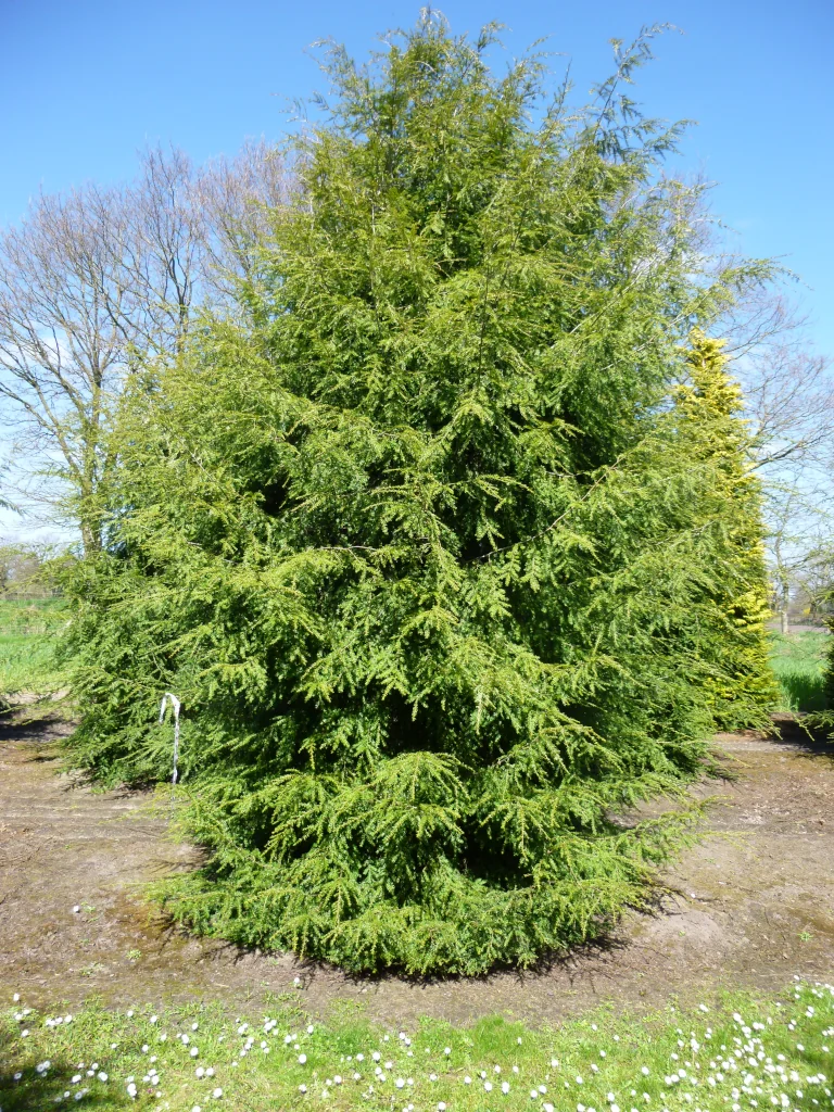 Tsuga: All species and varieties